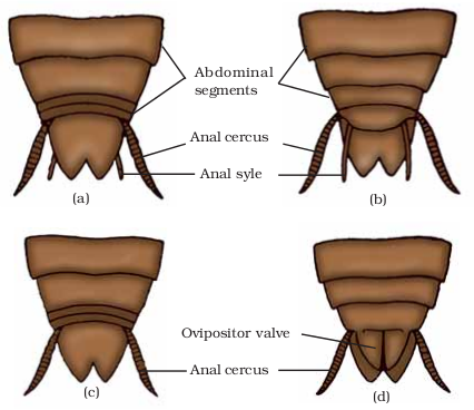 Morphology and anatomy of cockroach|Roaches