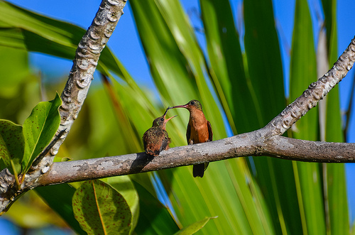 Bellas Aves de El Salvador: Amazilia rutila (colibrí canela)
