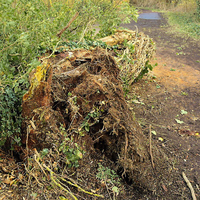 Milton Country Park Through the Year: Tree Down