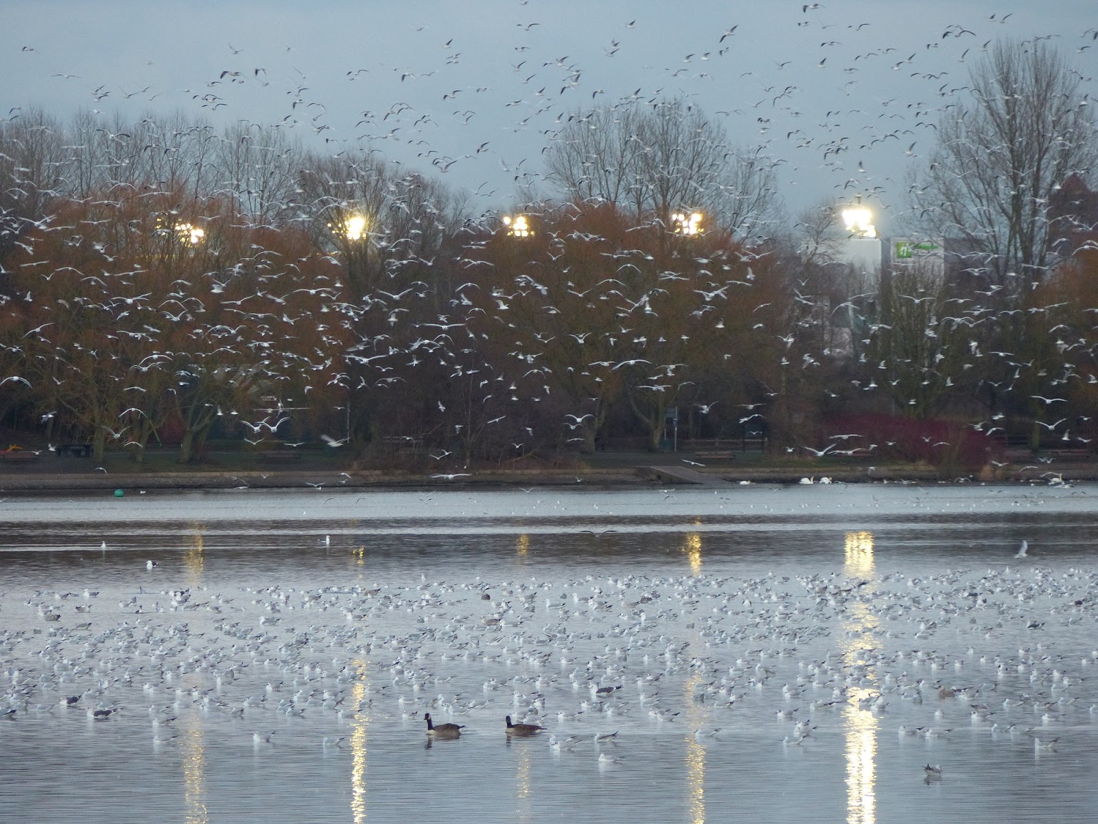A Field Notebook: Watching the Pennington Flash gull roost