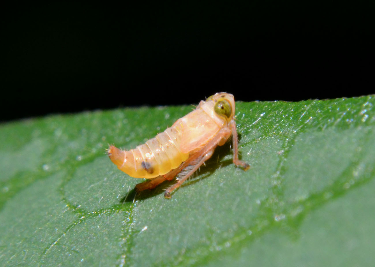 Woods Walks and Wildlife: Garden Creatures: Predators, Pollination, and ...