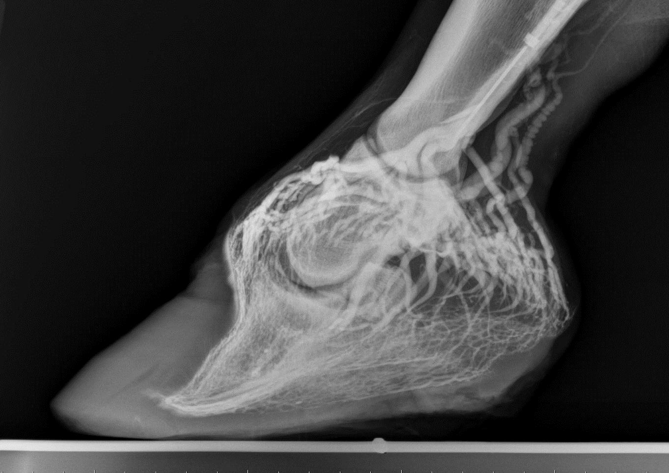 Michael Porter, Equine Veterinarian: Venogram!