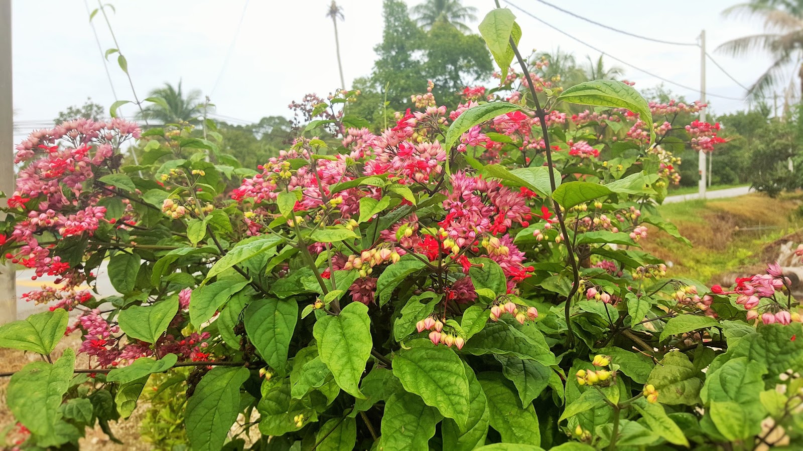 Pokok bunga di laman rumah opah