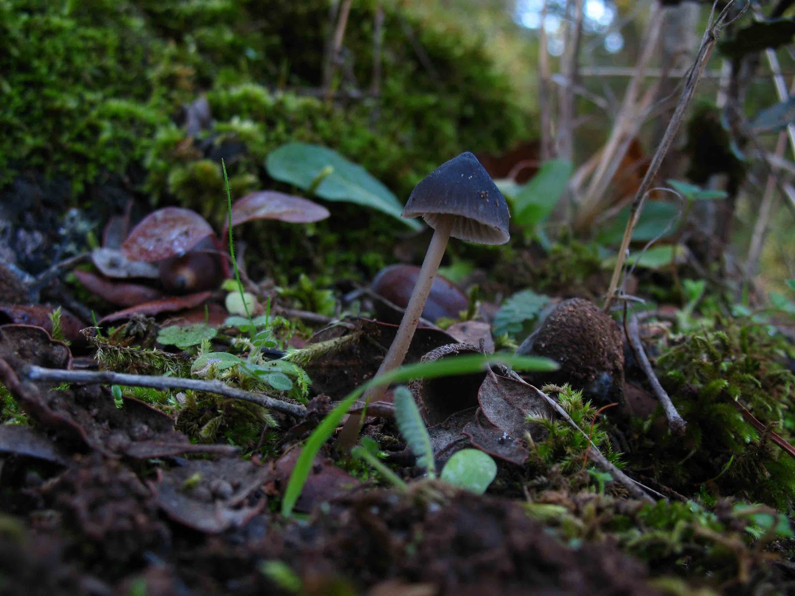 setas y hongos: LETRA P