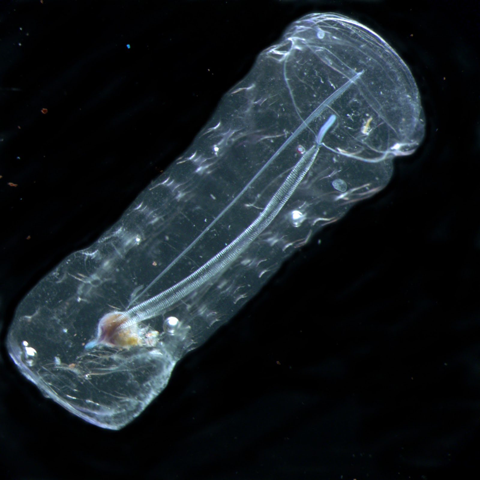 Salps are a tunicate family (Salpidae) with many species. Their life ...