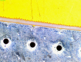 Microscope World Blog: Stereo Microscope Images