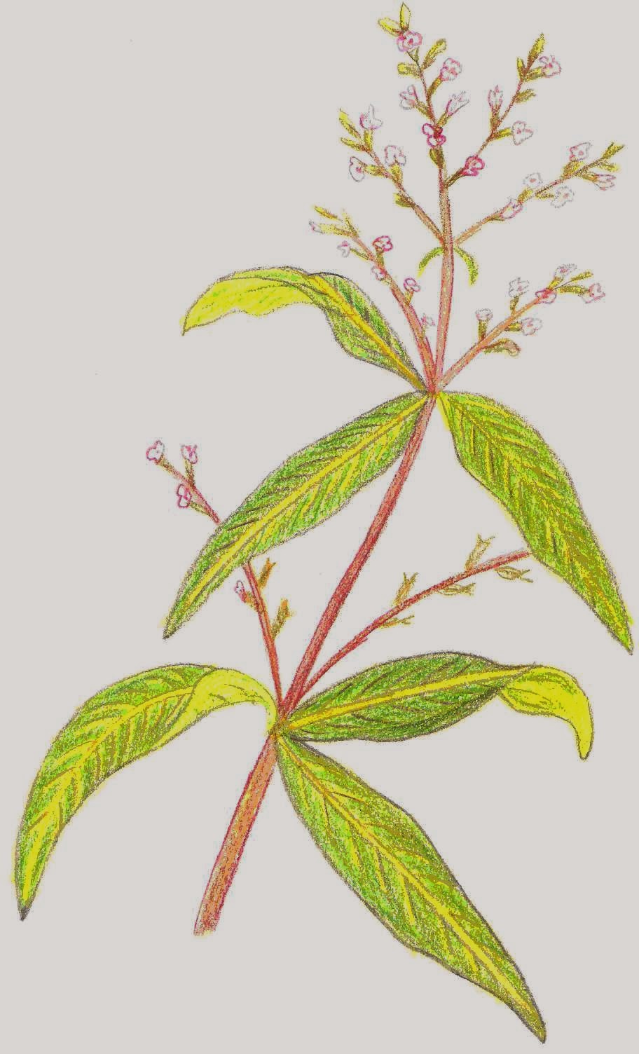 LA TIERRA Y SU GENEROSIDAD: CEDRÓN (Aloysia triphylla)