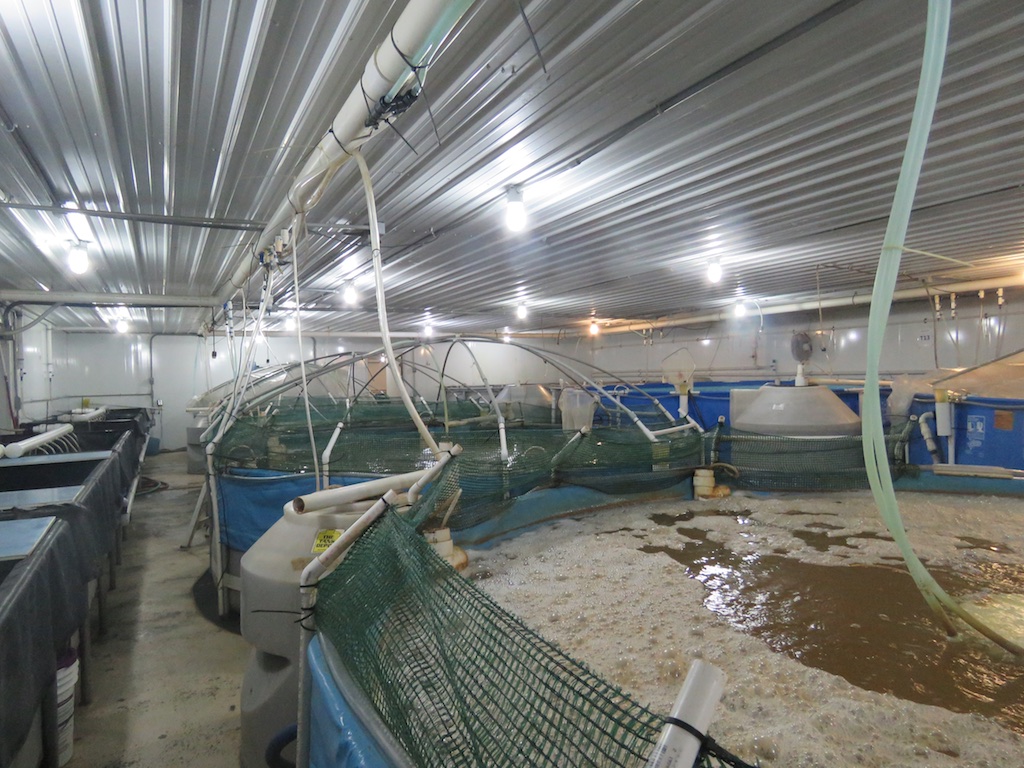 Mae's Food Blog: Fresh, Local Indiana Shrimp (No kidding)