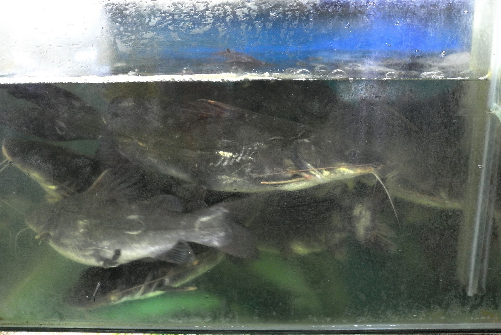 JE TunNel: 食之味饭店 Restaurant Shi Zhi Wei~ Another New Place to try out ...