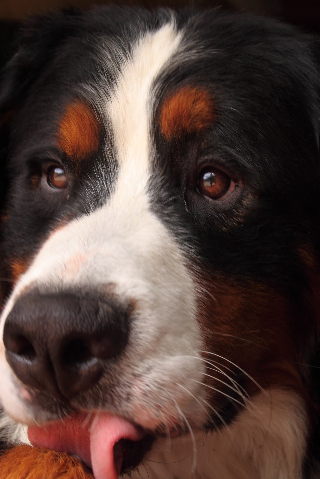 PERROS PASTOR BERNES: Criadero Montaña de Los Sueños