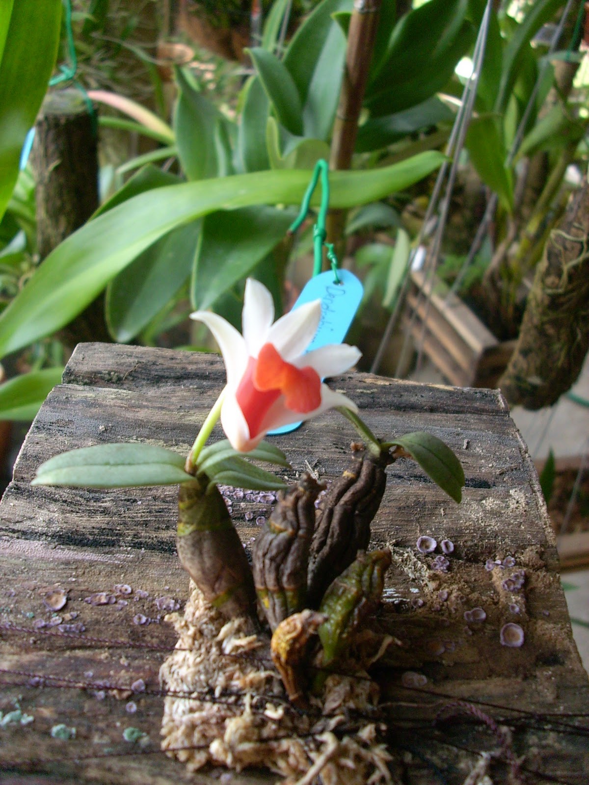 orchid69: Dendrobium Bellatulum