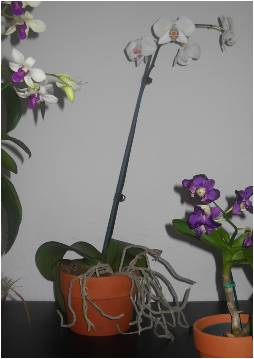 La Doctora De Las Plantas: Orquídeas, colocación de tutores