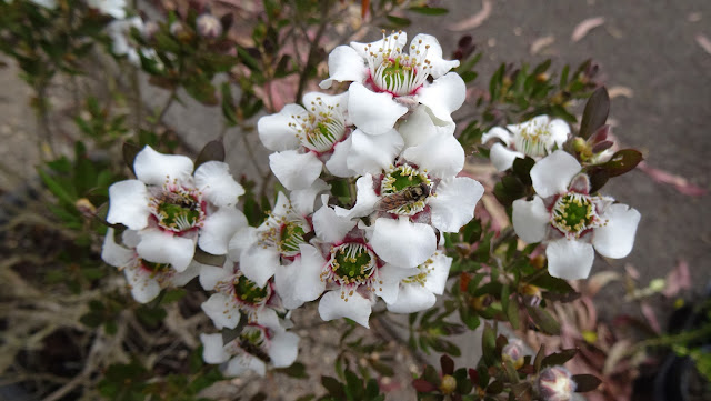 MAP: MELBOURNE STREET TREES 54 - SHINY TEA-TREE