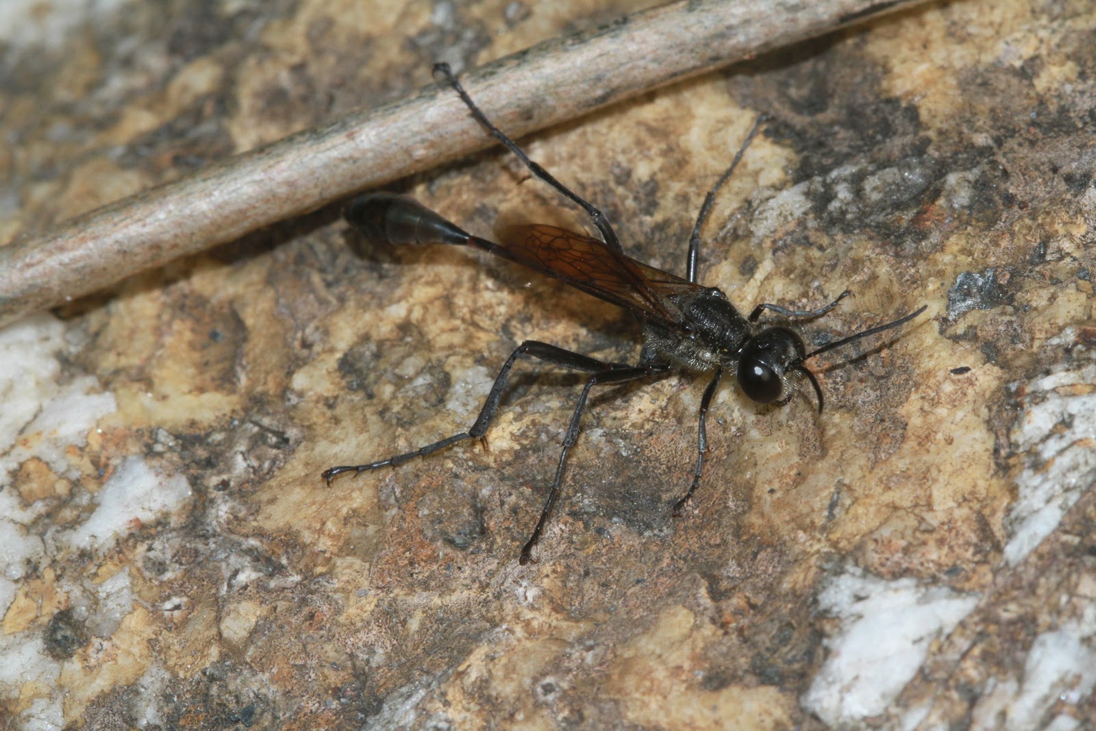 細腰蜂科: Sphecidae sp.01