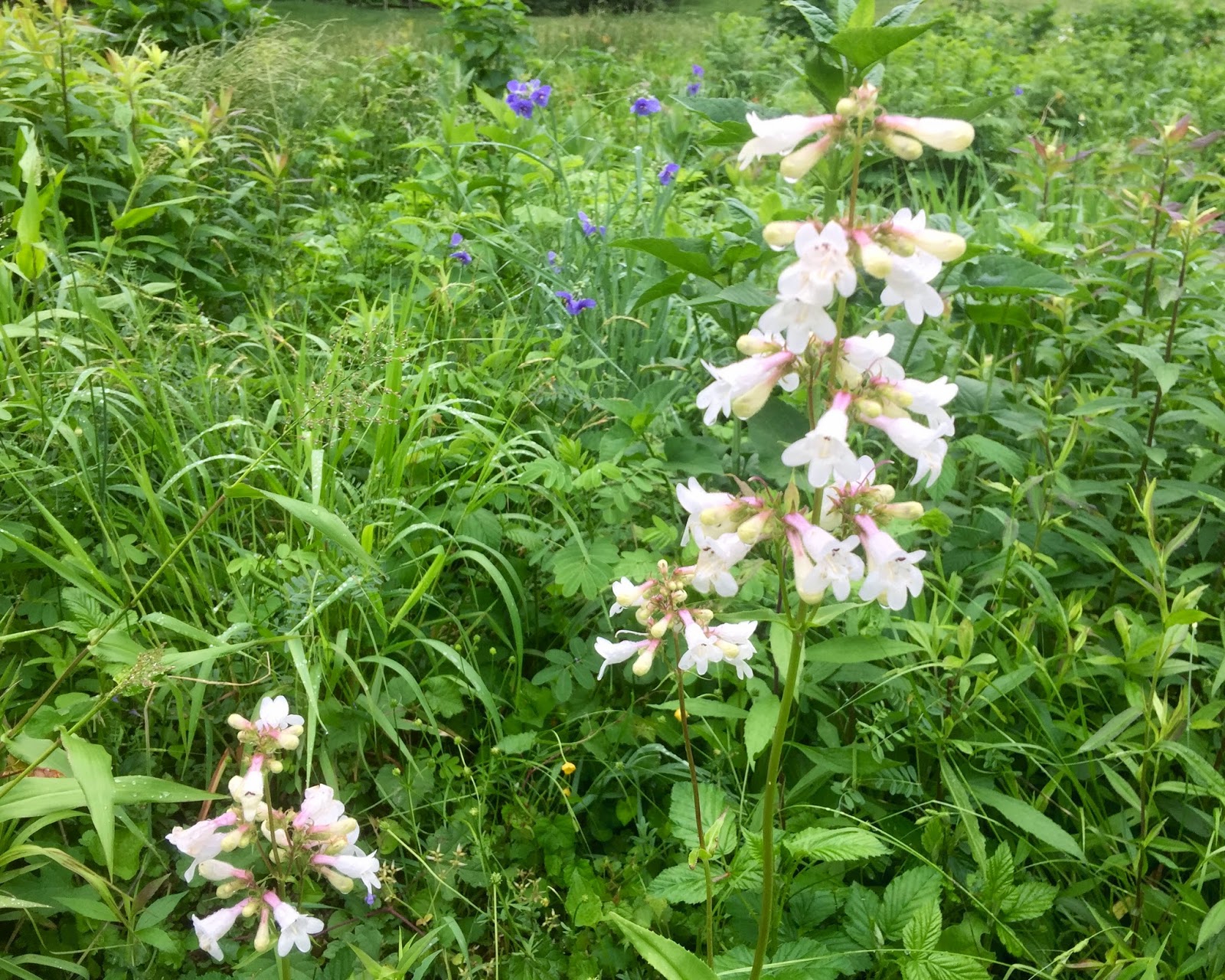 Terrierman's Daily Dose: Wild Flower Conundrum