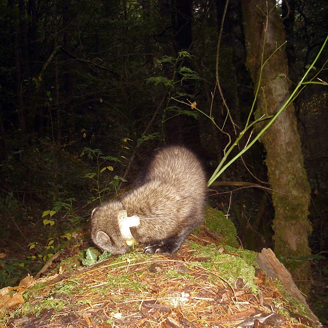 Camera Trap Codger: 2015