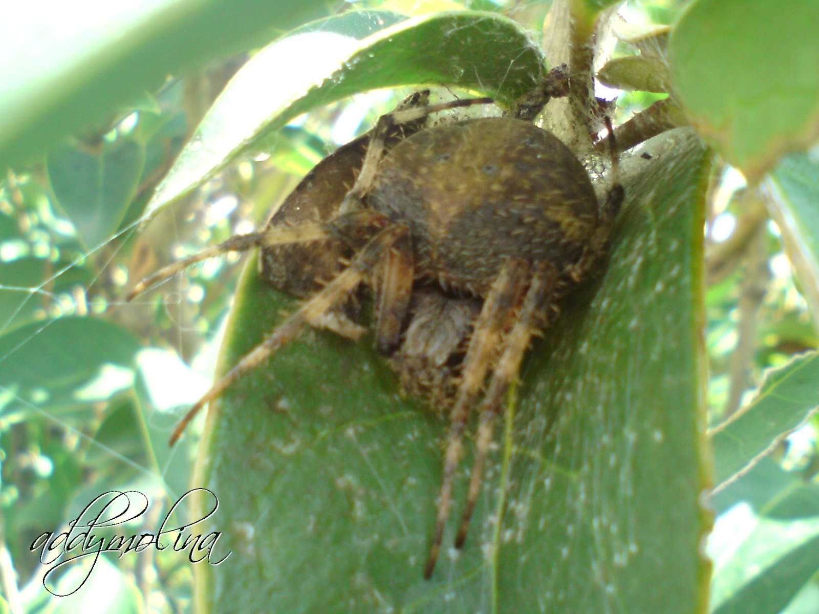 Cachivaches: Tintero de lo incierto: De arañitas y arañotas (fotografía)