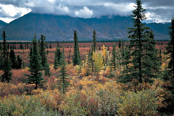 El Paisaje: ZONA TEMPLADA