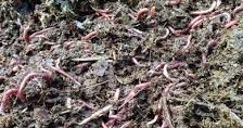 Mengenal Pupuk Kascing, Pupuk dari Kotoran Cacing