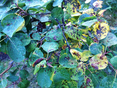 Common Sense Gardener: Serviceberry, Shadbush or Saskatoon Berry - a ...