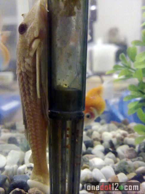 Ikan Bandaraya | Ramzul, Faz, Arfa, Amna, Amia :: onedot12