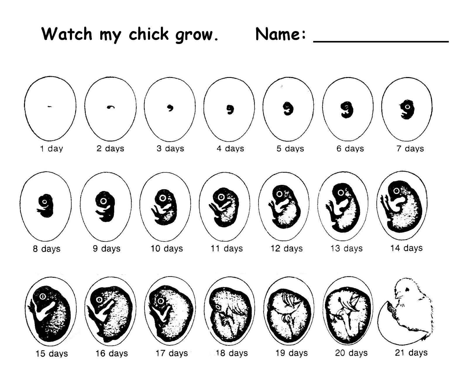 Mrs.Sandi: Watch my chick grow