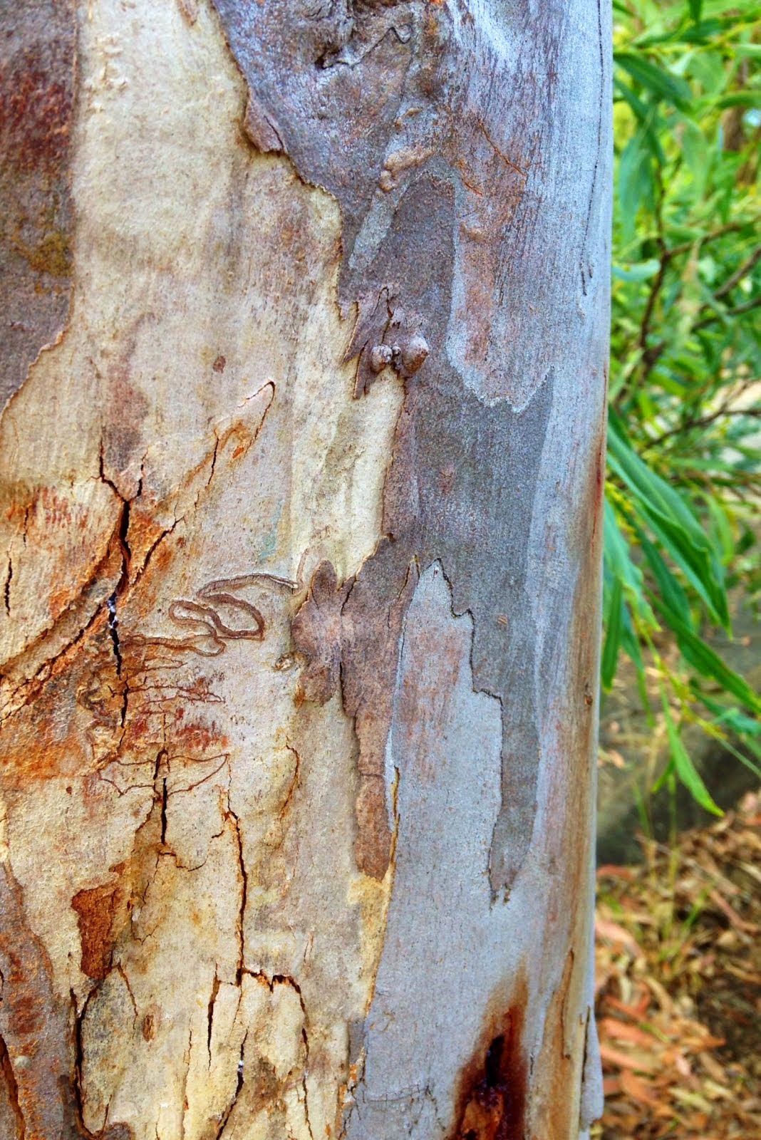 The Baynhams: 13:08:14 Scribbly Gum