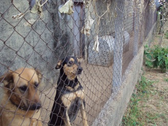 GAVA Grupo Amor à Vida Animal: GAVA Serra Negra pede explicações sobre ...