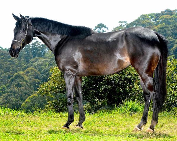 Cavalos Exóticos / Exotic Horses: Thoroughbred (Puro Sangue Inglês - PSI)