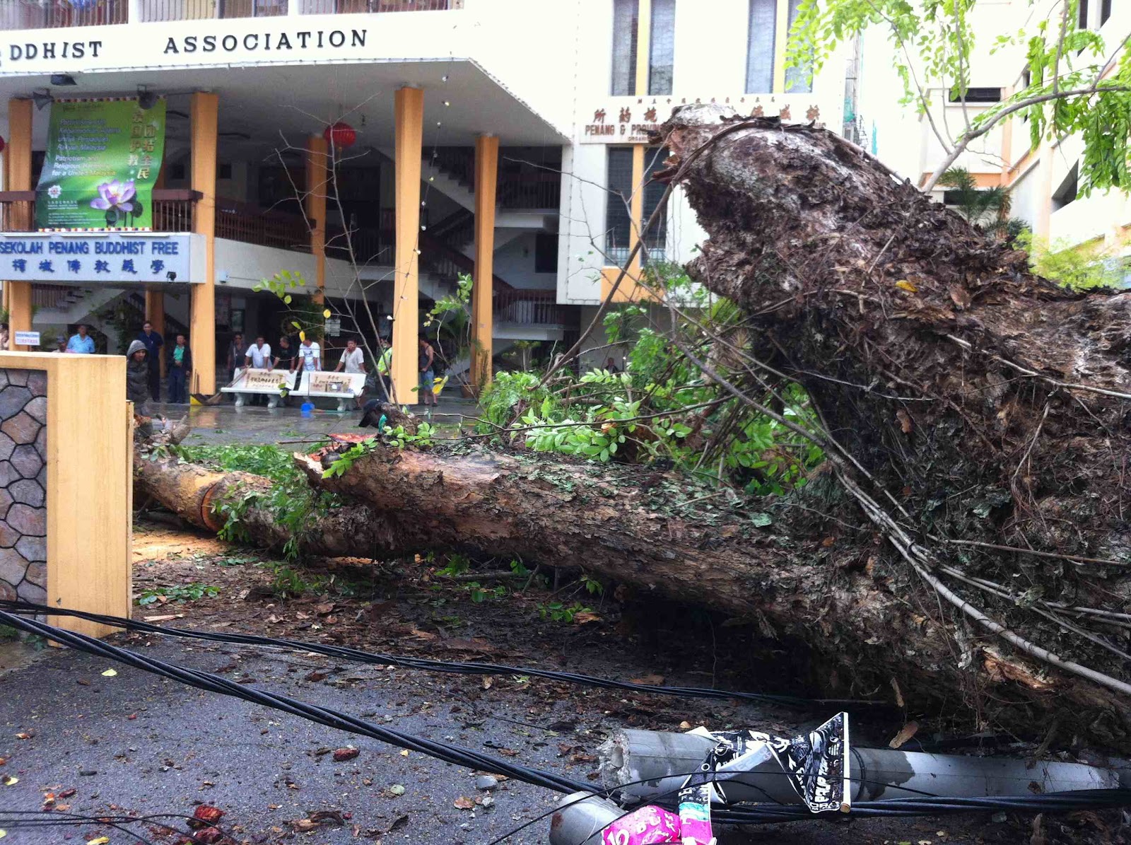 Musings on Penang: Trees, Glorious Trees