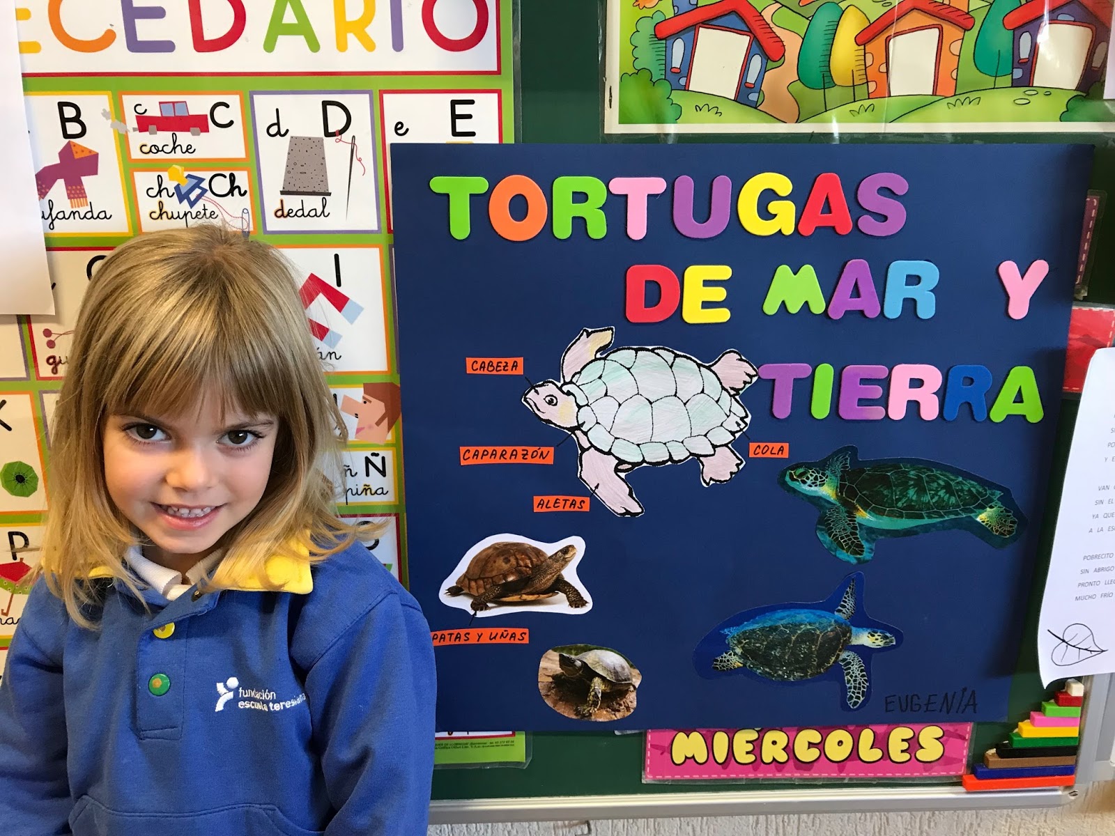 DOLPHINS, SEAHORSES AND TURTLES: PROYECTO DE LAS TORTUGAS MARINAS ...