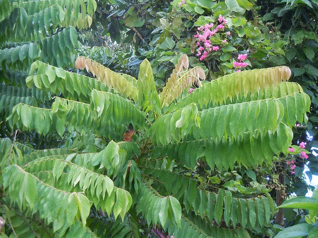Daun Majemuk (Folium Compositum) ~ MUNAWI INSIDE