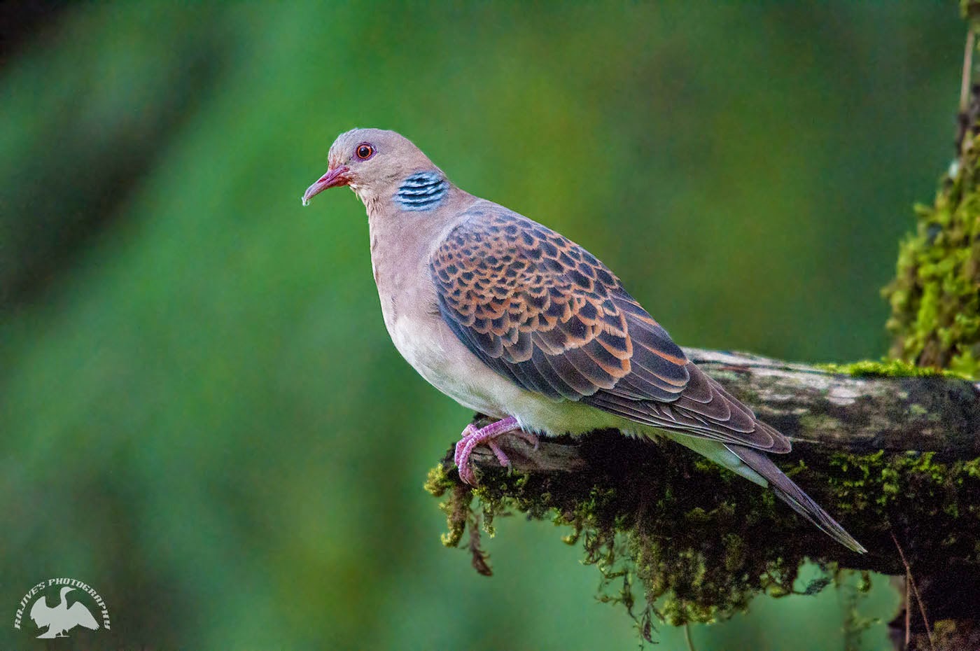 Indian Birds Photography: (delhibirdpix) Fw: [birds-chandigarh] Birding ...