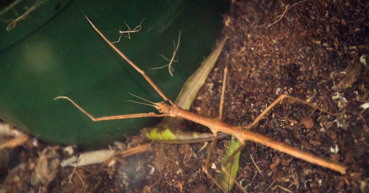Pacific Science Center Life Sciences: Stick Insect Amnesty