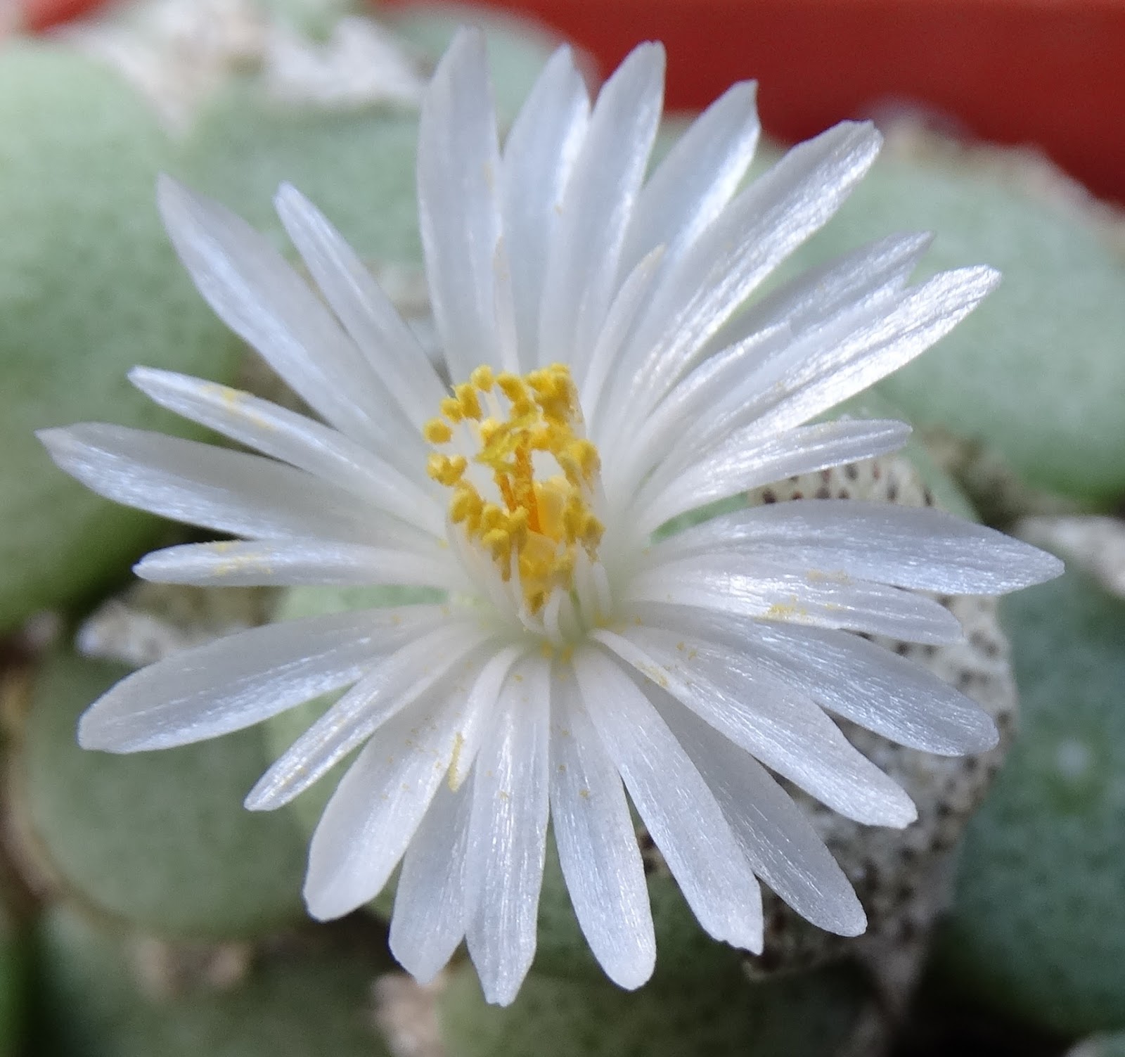 Succulent Sundae: CONOPHYTUM RICARDIANUM