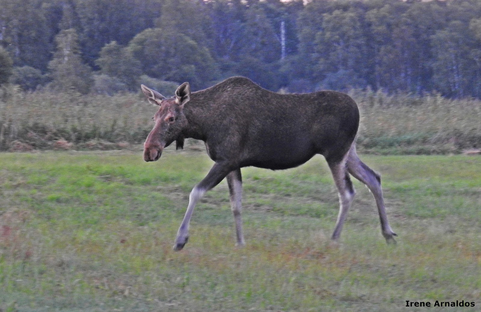 Lost in the sky: Alce (Alces alces) en el Parque Nacional de Biebrza