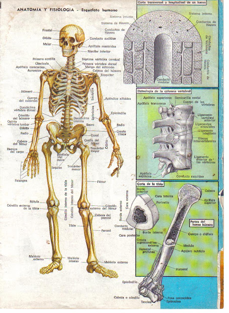 anatomia humana: ANATOMIA HUMANA