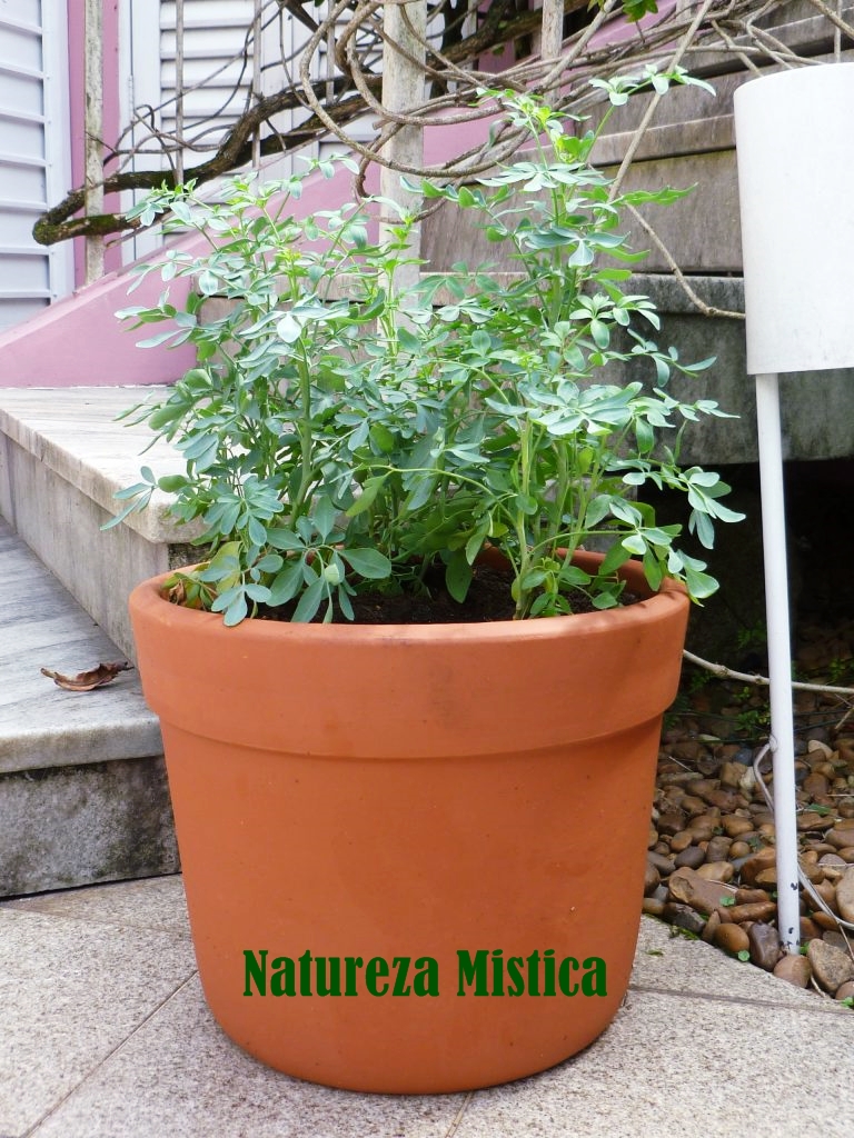 【Natureza Mistíca】: Plantas da Sorte, Fortuna e Proteção: 13 plantas ...