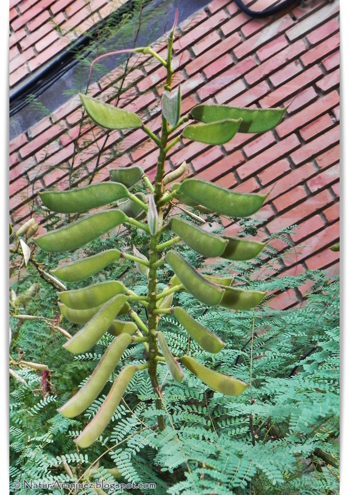 NaturAranjuez: Caesalpinia gilliesii (BARBA DE CHIVO)