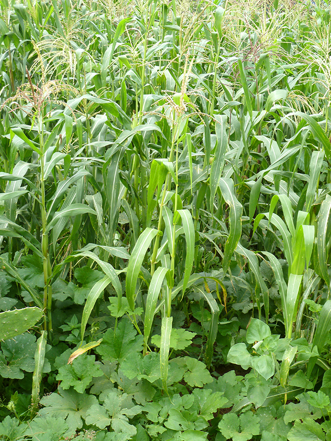 Oaxaca-The Year After: Milpas