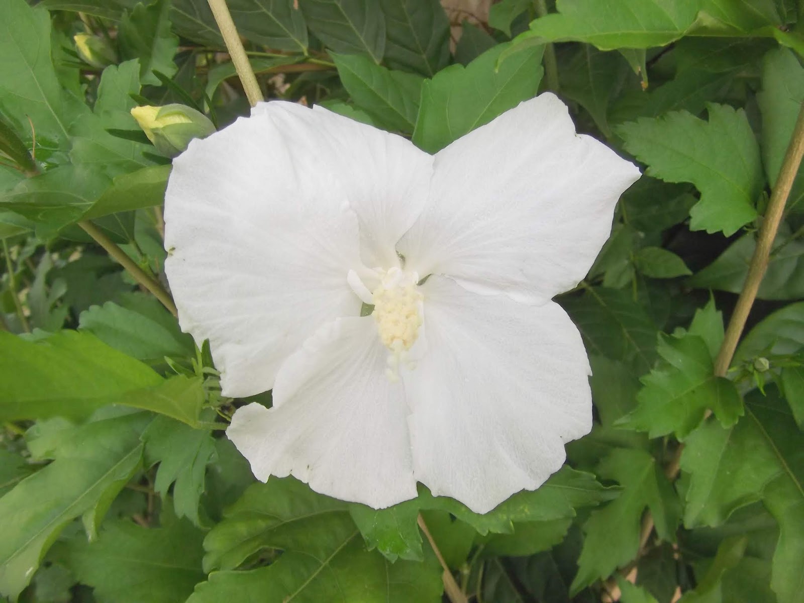 Magnon's Meanderings: Althéa.