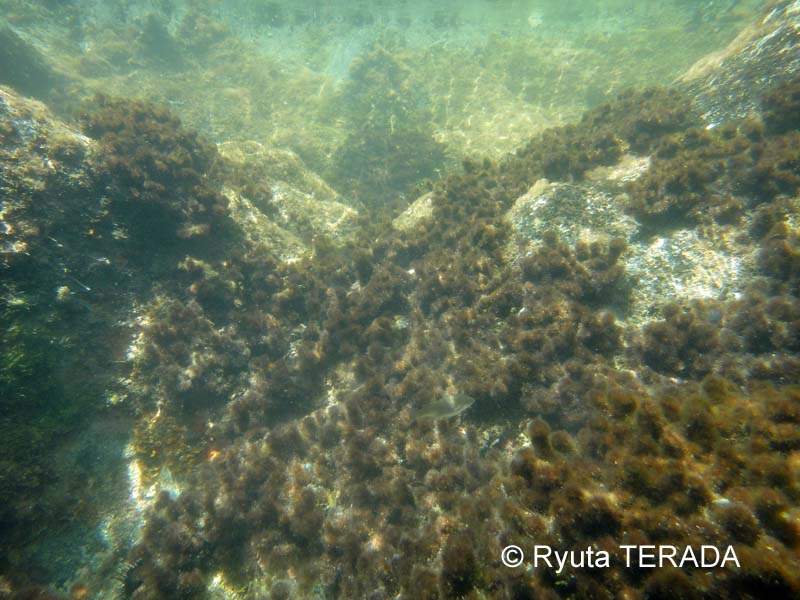 Seaweed Research Journal 海藻研究ジャーナル : August 2013