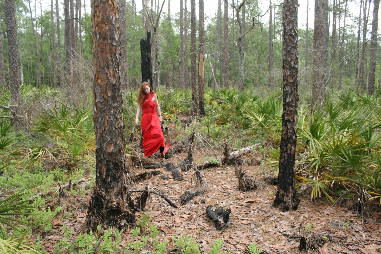 Ubiquitous Imaging: Austin Cary State Forest