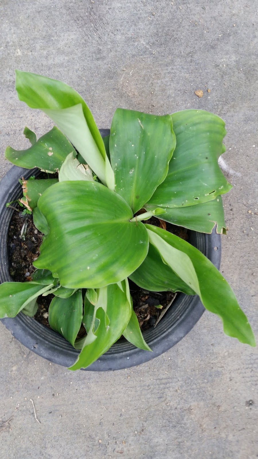 Warisan Petani: Pokok Kencur.