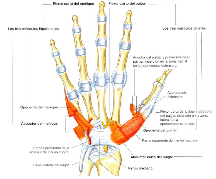 Miología Miembro superior - Kinesiología para Estudiantes