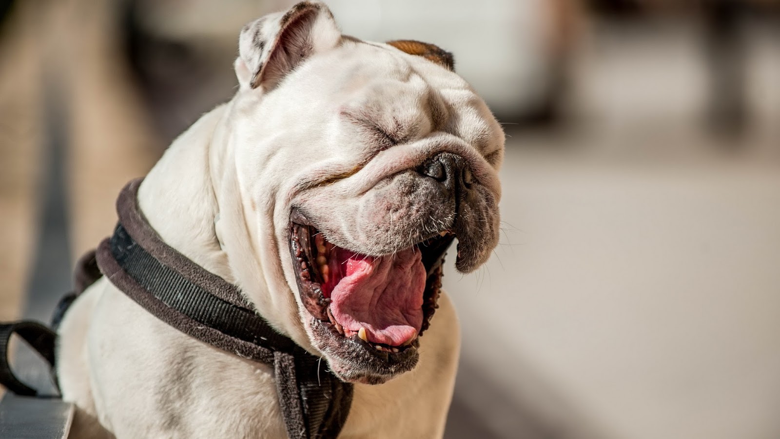 NUNCAJAMAS COCKER: SIGNIFICADO DEL BOSTEZO