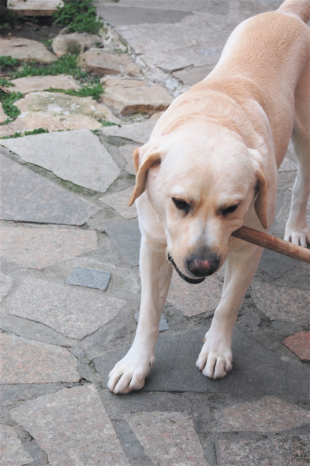 Immagini Di Cani Labrador