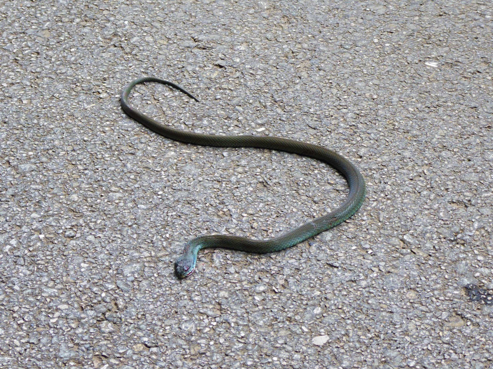 Un blog sobre Ampuero y otros lugares cercanos: Culebras