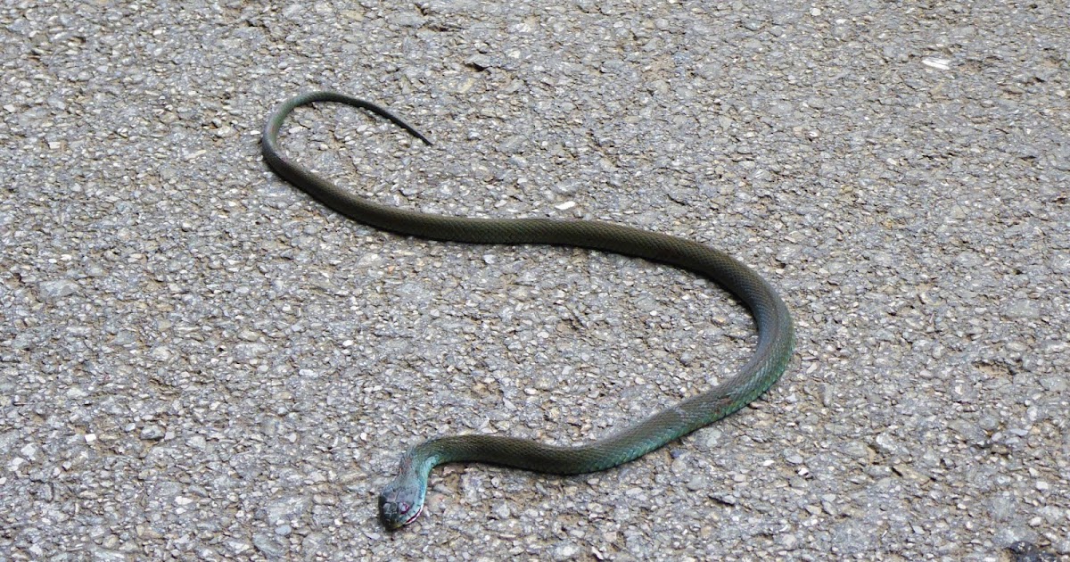 Un blog sobre Ampuero y otros lugares cercanos: Culebras