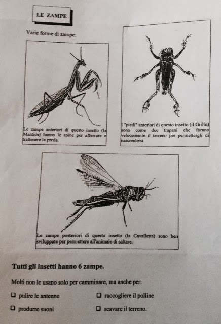 Gli insetti e le parti del loro corpo